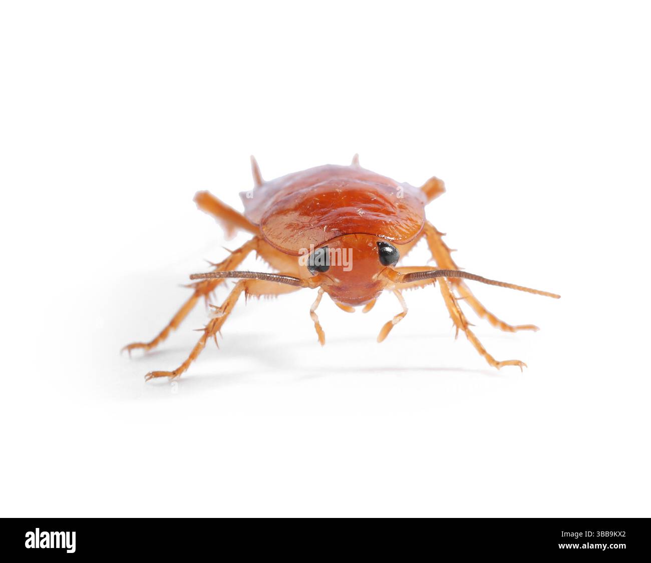 Remove control Cut Out Stock Images & Pictures - Alamy