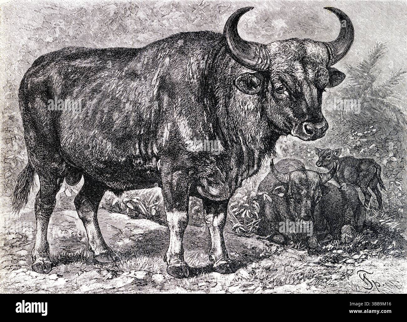 THE GAUR ( Bos gaurus ) - Majestic Gaur Bull and Herd in Indian Forest ...