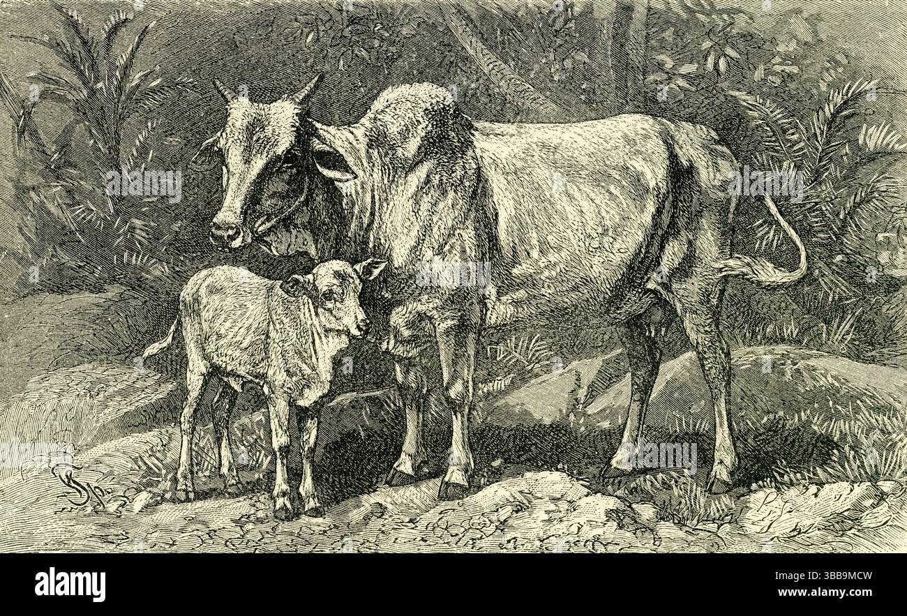 Bovine humped breed hi-res stock photography and images - Alamy