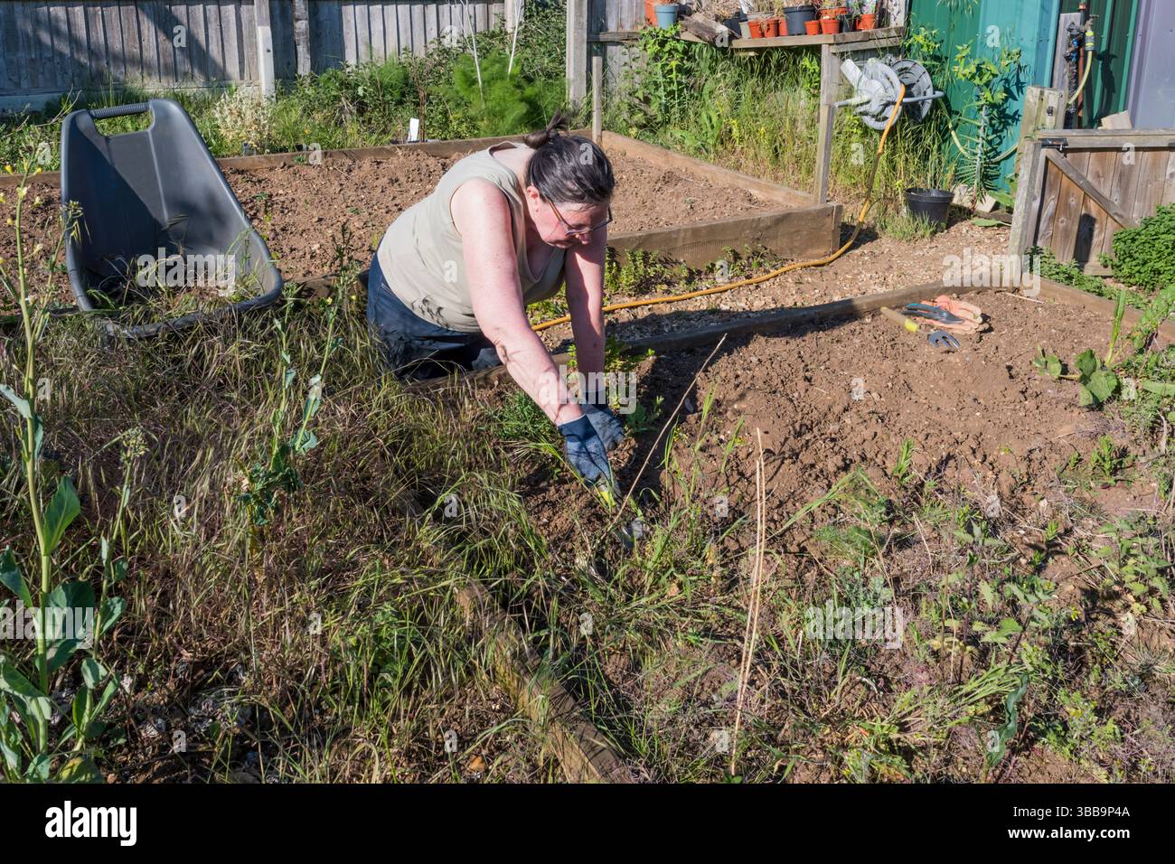 Woman weeding an overgrown raised bed before planting Stock Photo - Alamy