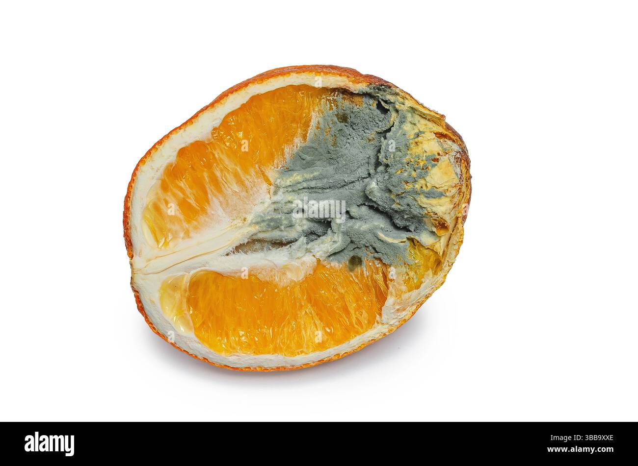 Half of orange covered with rot and fungus. Gray-green dark mold on ...