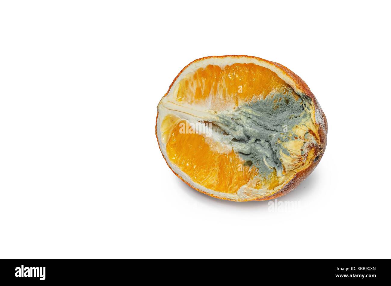 Half of orange covered with rot and fungus. Gray-green dark mold on ...