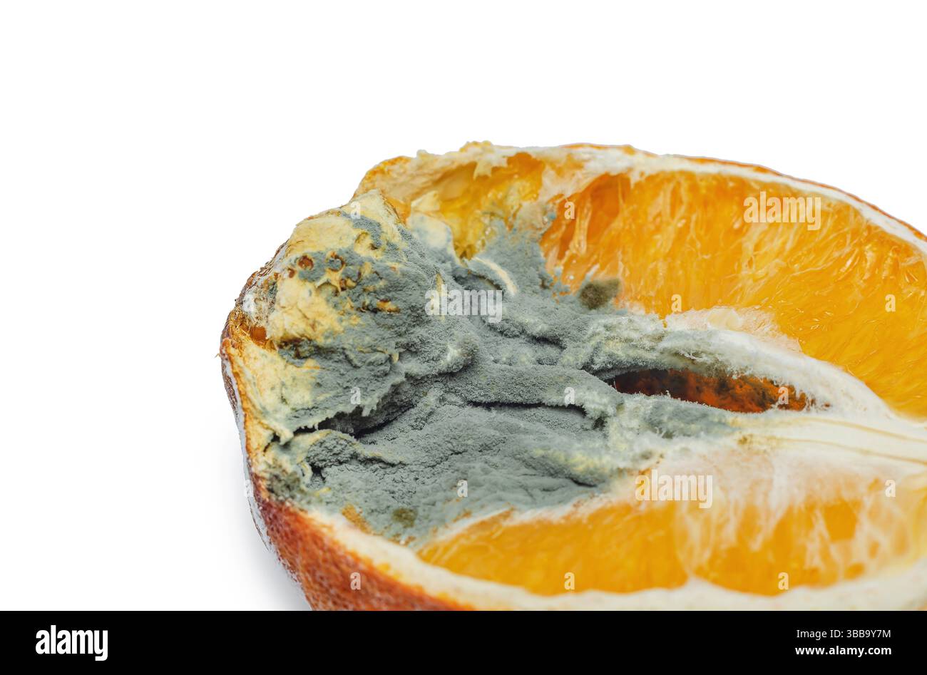 Orange pulp surface, rot and fungal growth. Macro of gray dark mold on ...