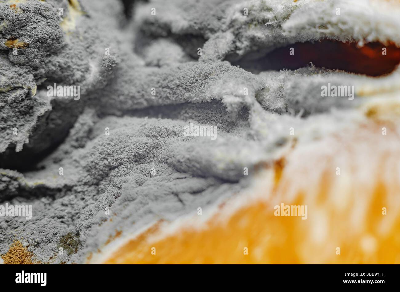 Macro photo gray dark mold growing on surface of orange pulp, rot and ...