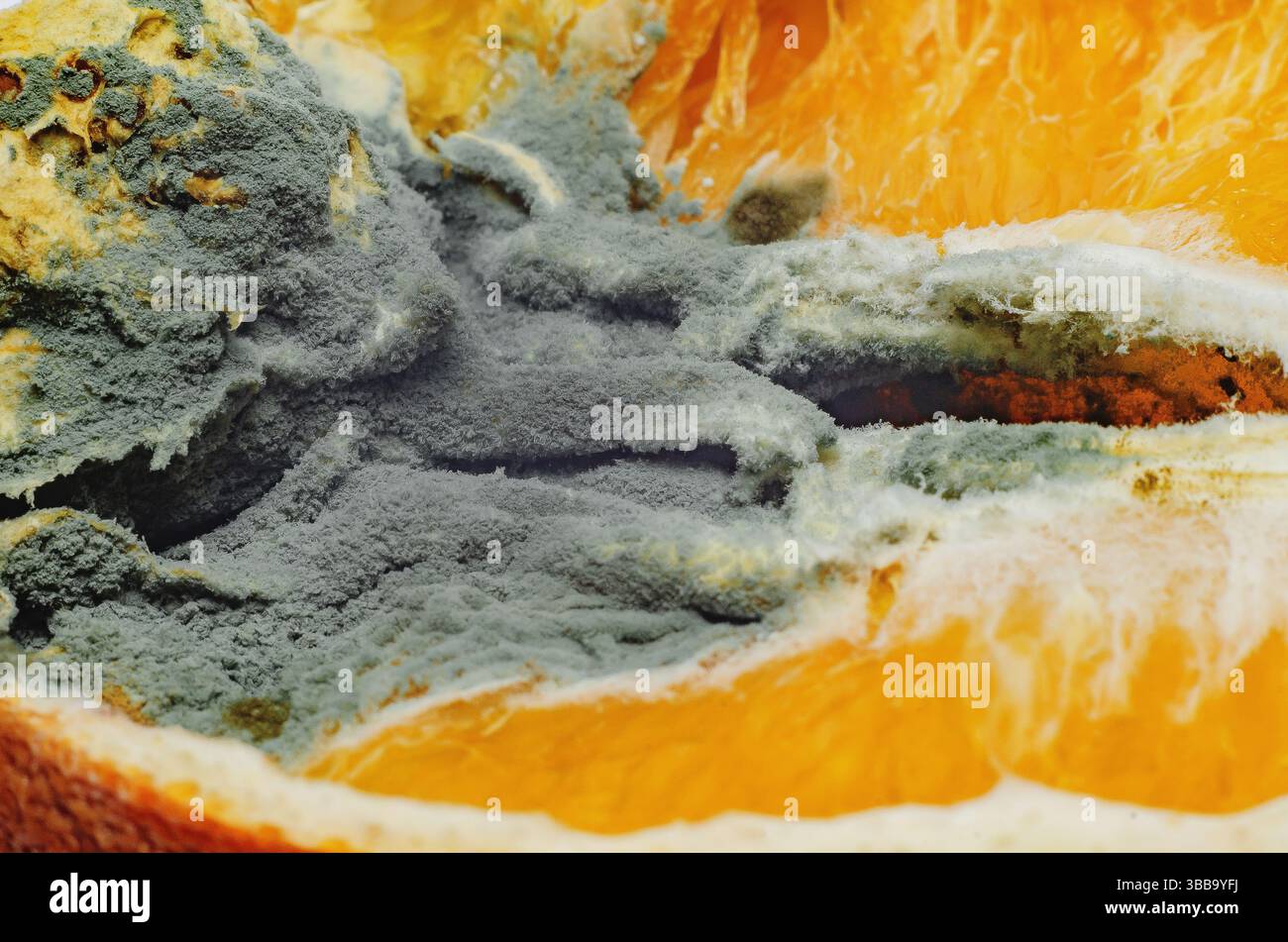 Macro photo of piece of rotten orange. Spores of gray mold on slice of ...