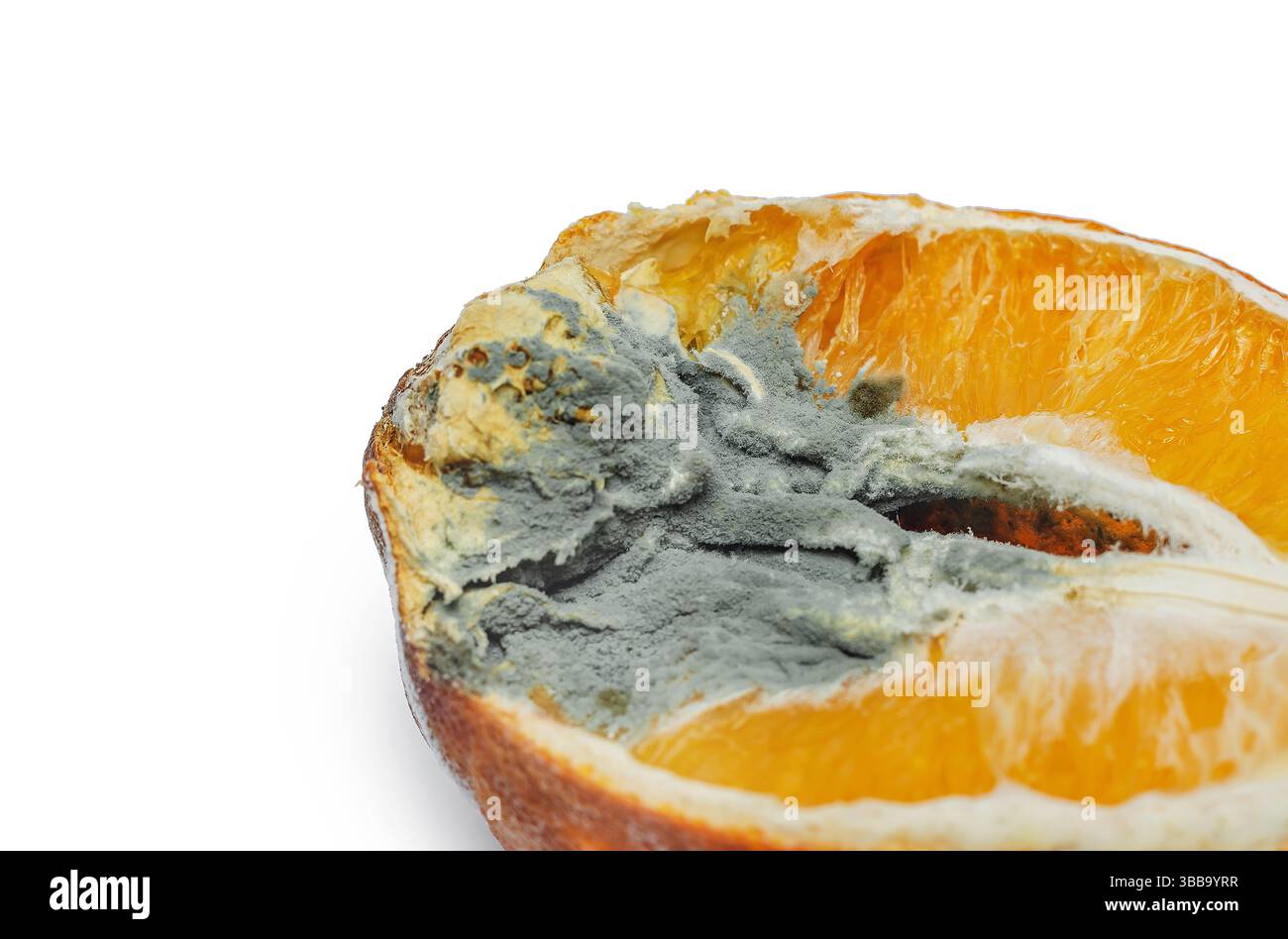 Mold on piece of orange. Macro photo of rotten orange isolated on white ...