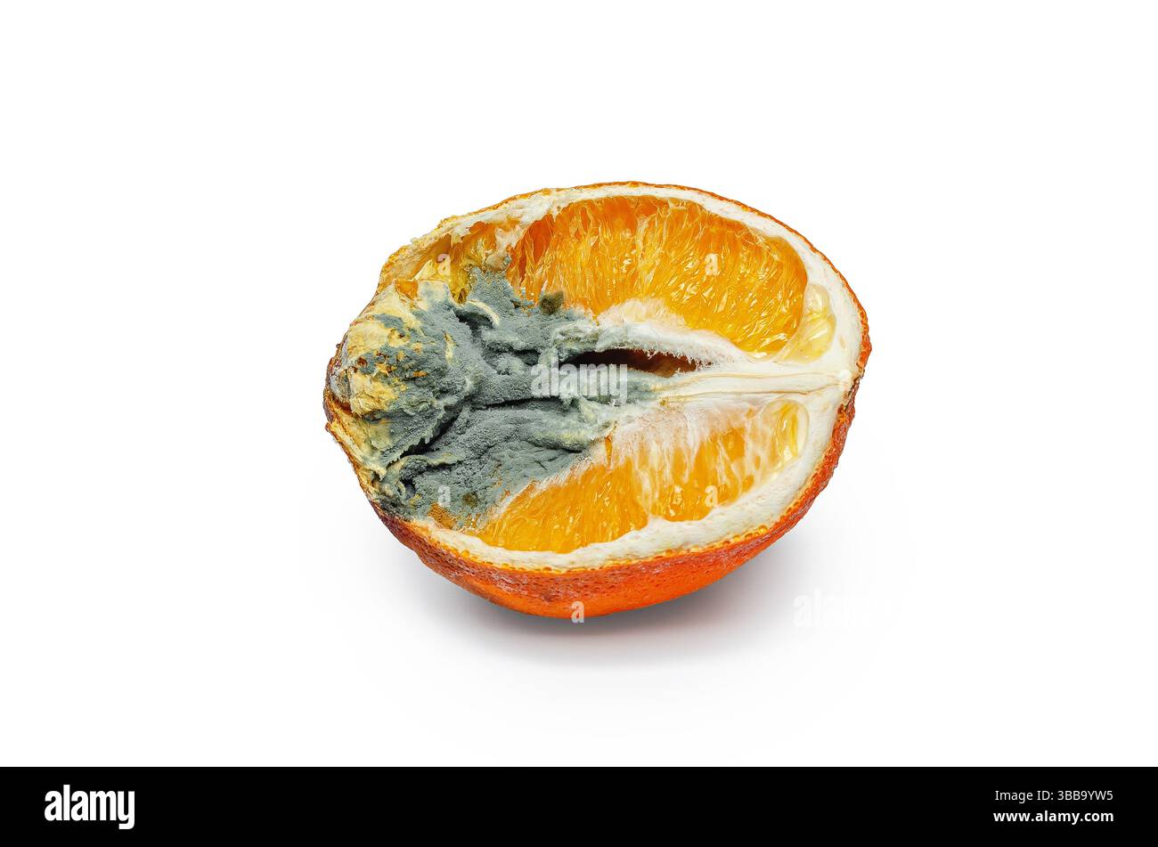 Moldy half of orange. Detail photo of rotten orange isolated on white ...