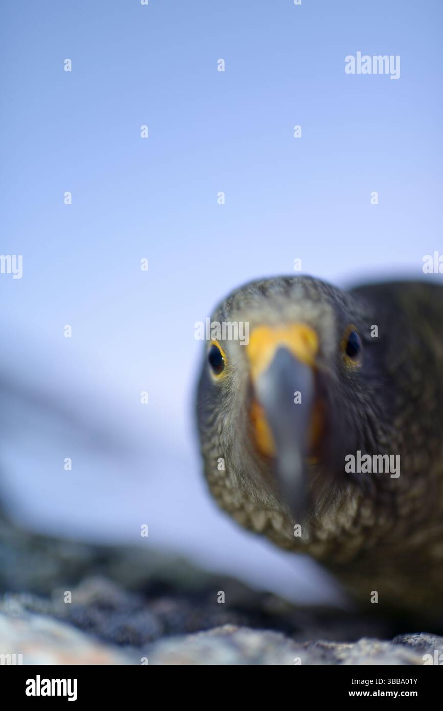 Kea parrot funny hi-res stock photography and images - Alamy