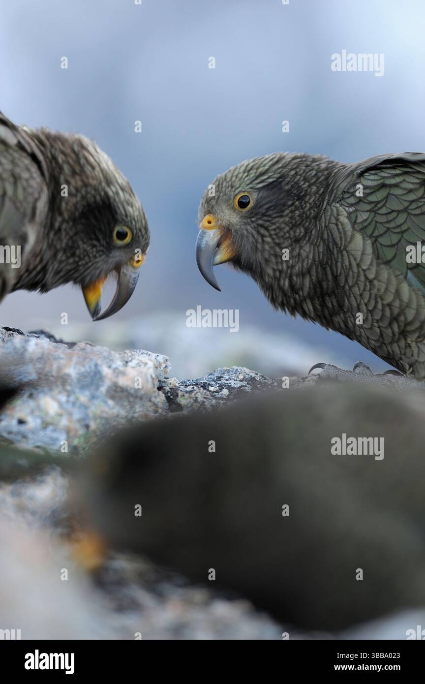 The Kea (Nestor notabilis) lives in the mountain regions of New Zealand ...