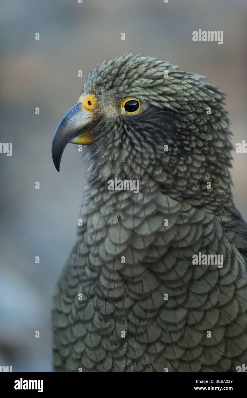 The yellow coloring on the face indicates that this Kea (Nestor ...