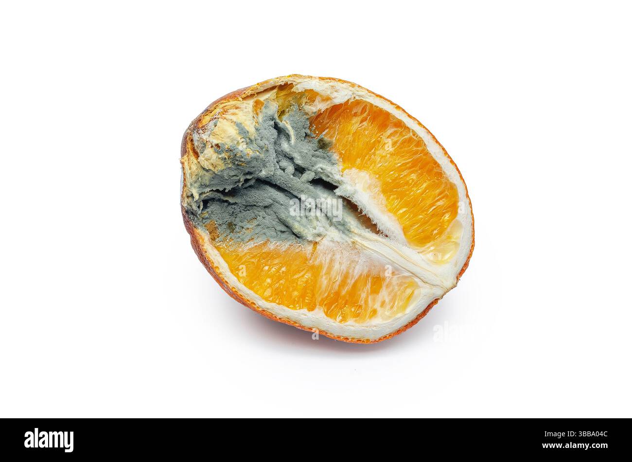Moldy half of orange. Detail photo of rotten orange isolated on white ...