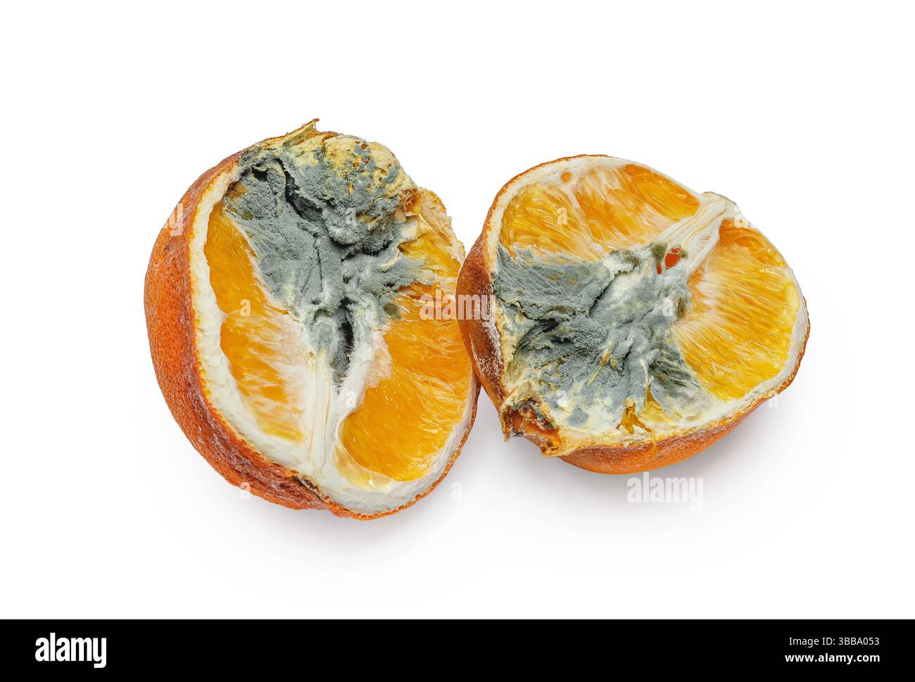 Moldy two halves of an orange. Rotten orange isolated on white ...