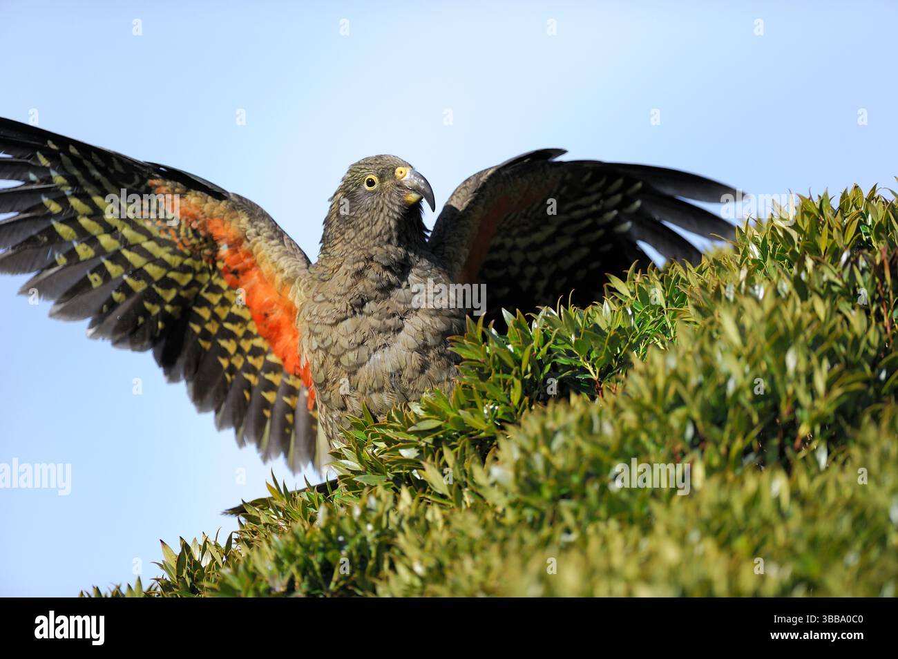The bright, colorful feathers on the underside of the Kea’s (Nestor ...