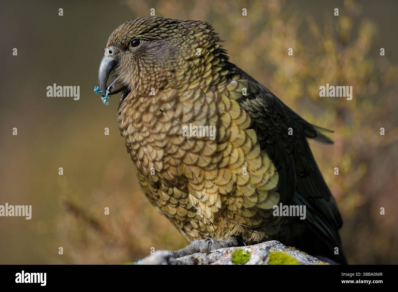 Kea (Nestor notabilis) belong to the parrot family Strigopidae, an ...