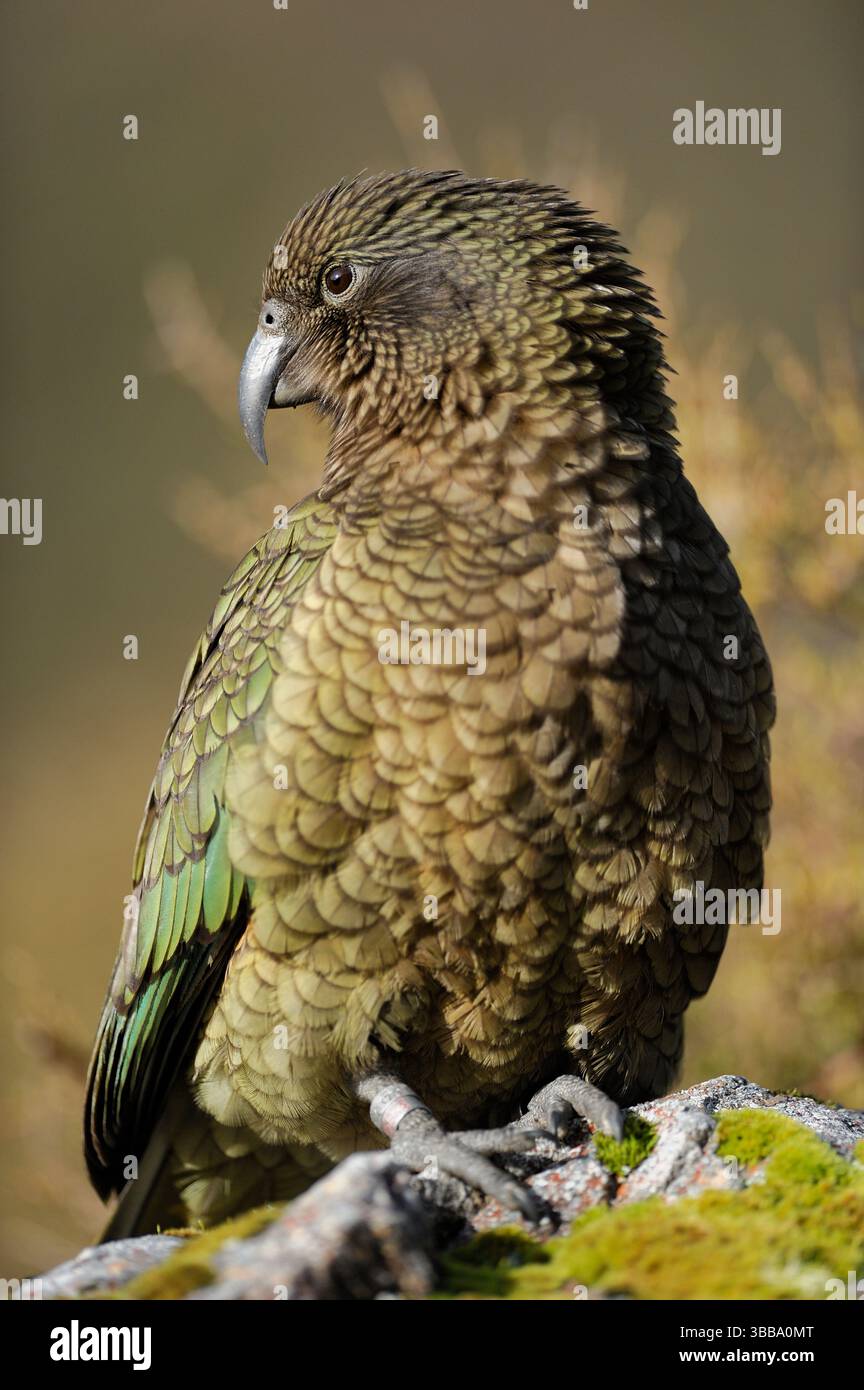 Kea (Nestor notabilis) belong to the parrot family Strigopidae, an ...