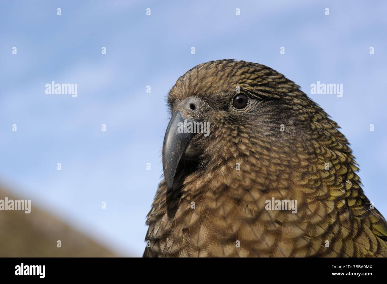 Kea (Nestor notabilis) belong to the parrot family Strigopidae, an ...