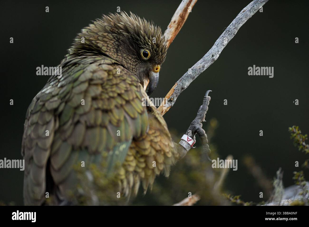 Kea (Nestor notabilis) feed on bark as part of their diverse diet ...
