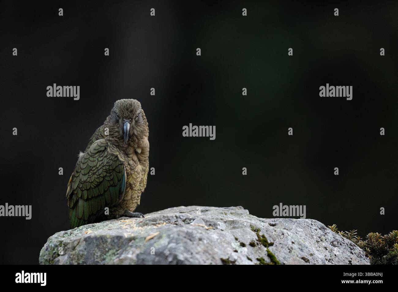 Parrot lineage hi-res stock photography and images - Alamy