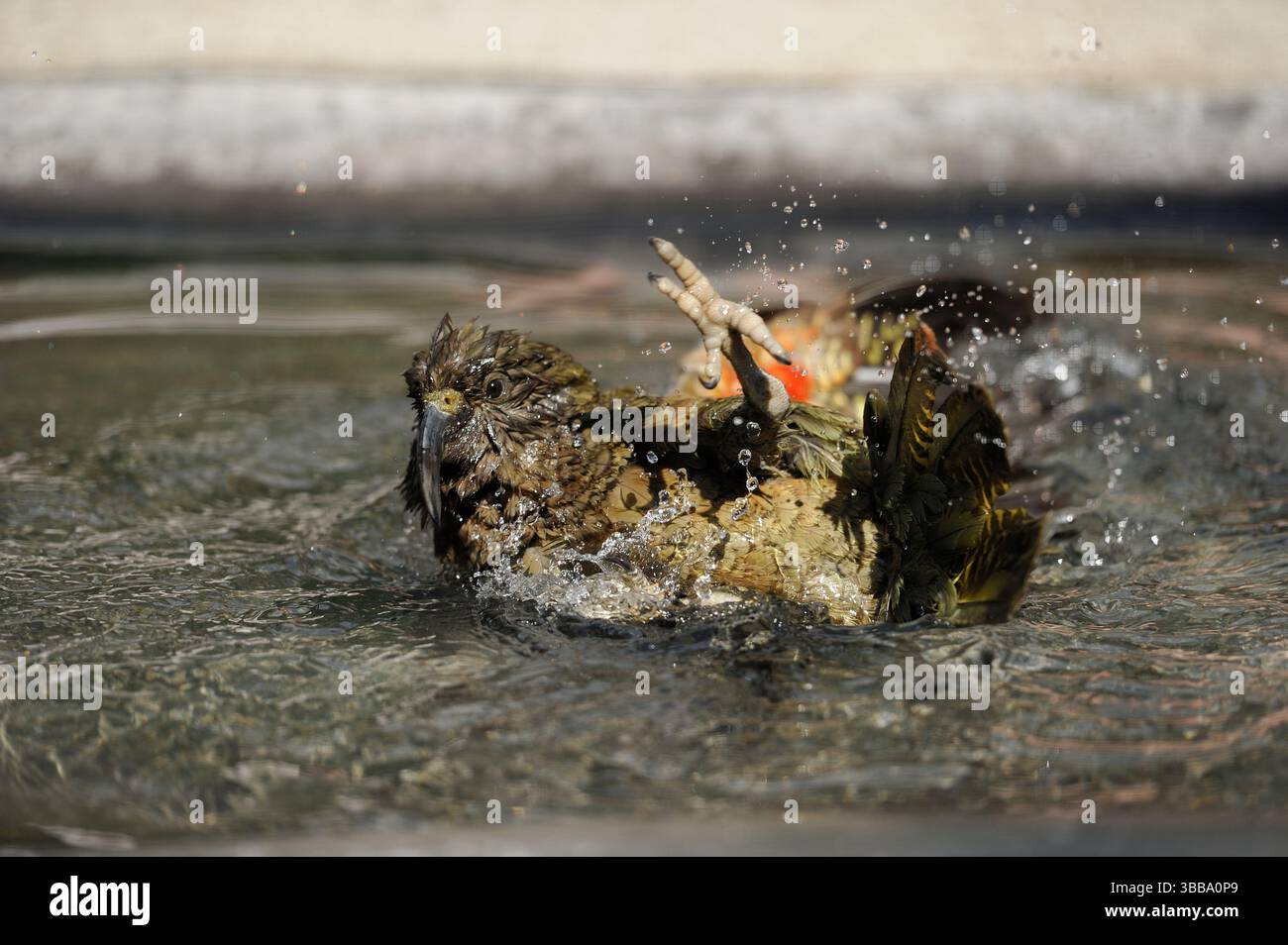 [captive] A Kea (Nestor notabilis) takes a bath in the outdoor aviary ...