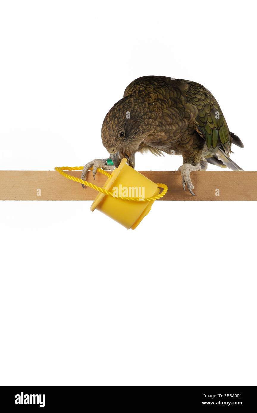 Simultaneous pulling hi-res stock photography and images - Alamy