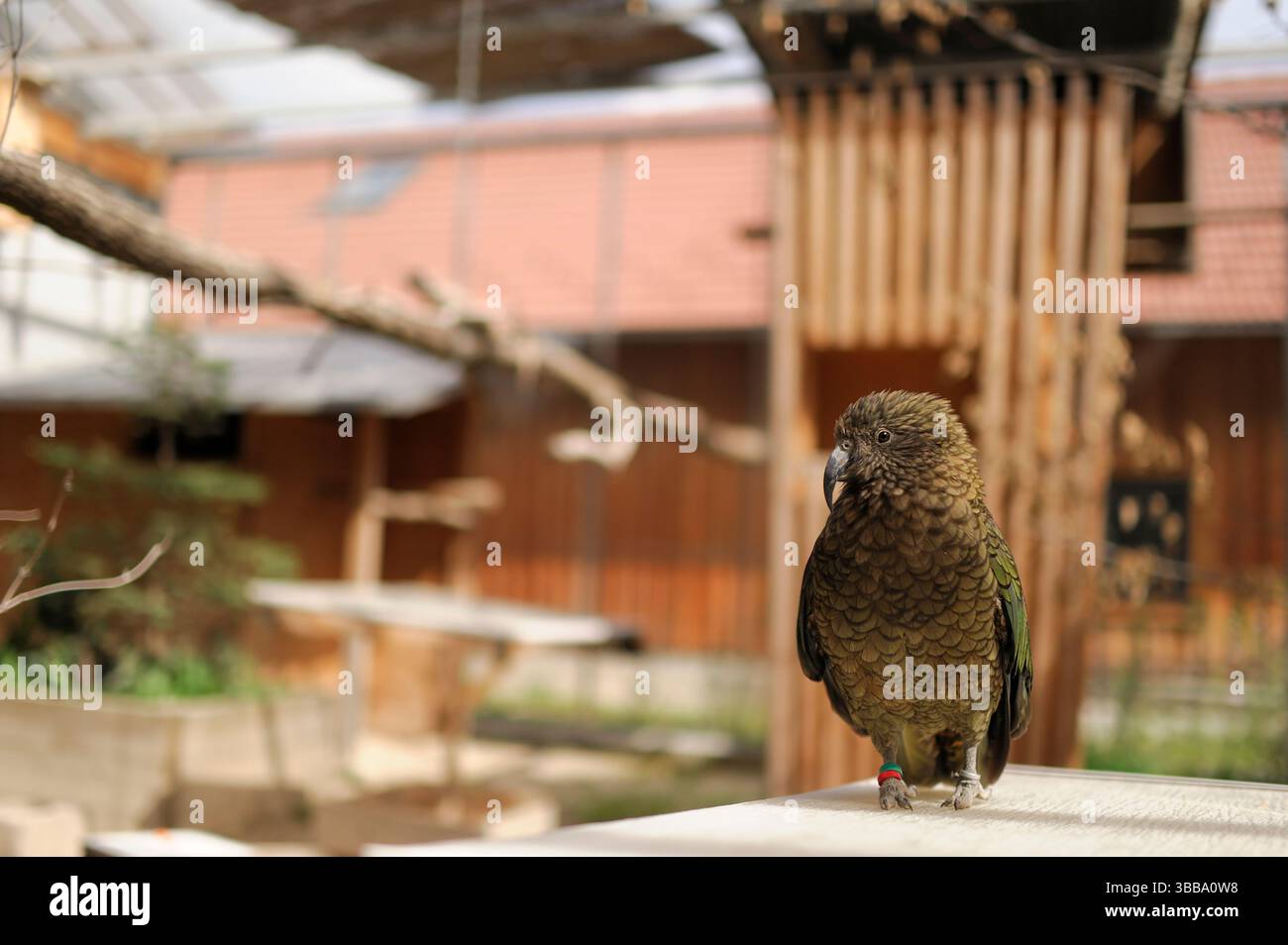 [captive] Kea (Nestor notabilis). These animals are kept in an outdoor ...