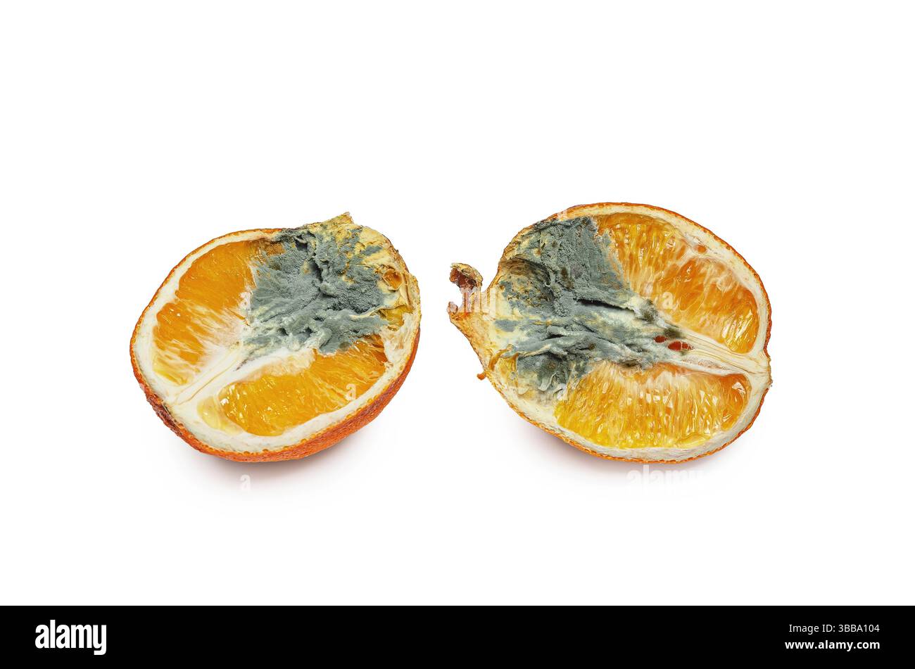 Two half of orange covered with rot and fungus. Gray-green dark mold on ...