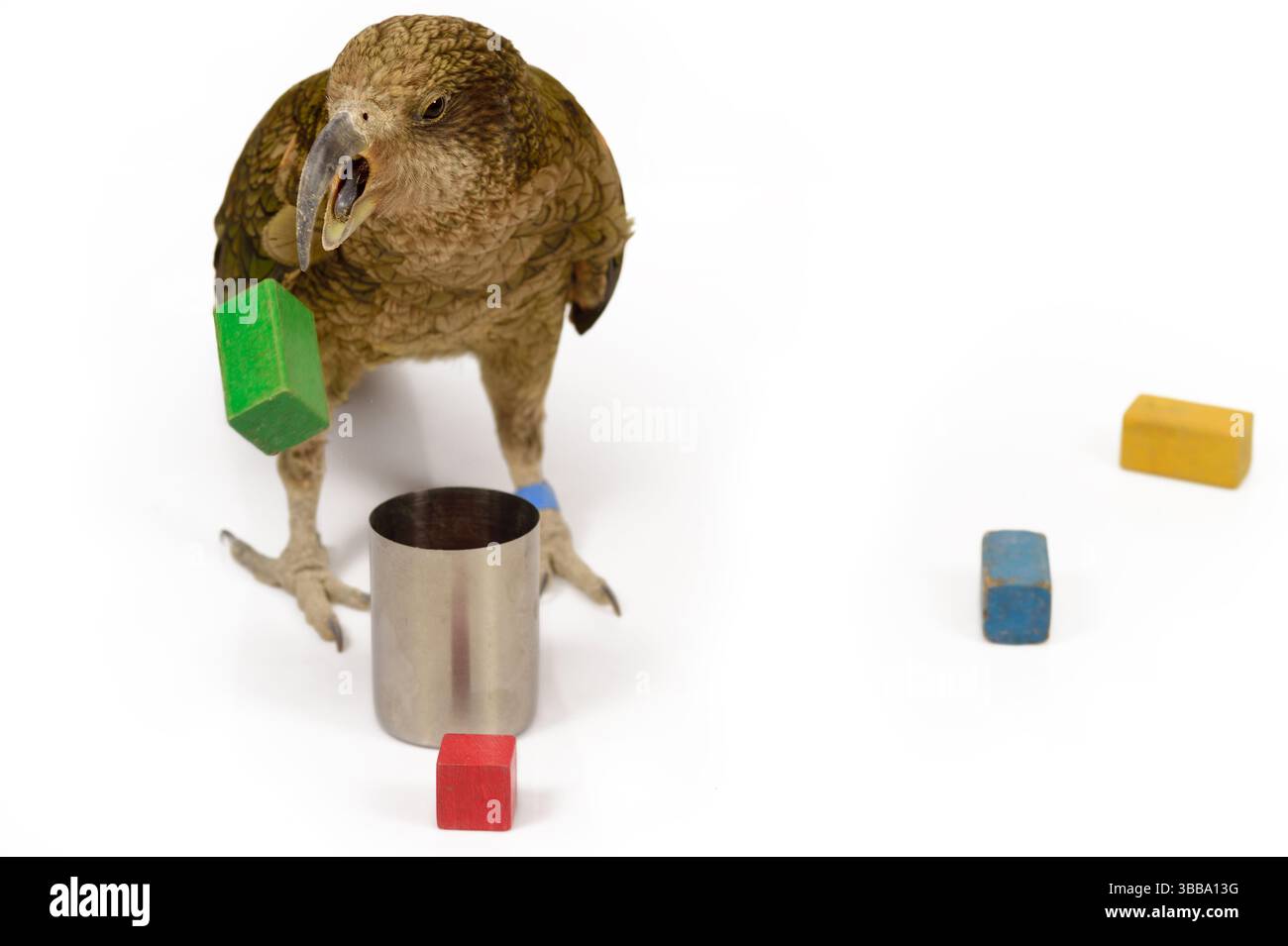 [captive] The Kea (Nestor notabilis) is presented with different ...