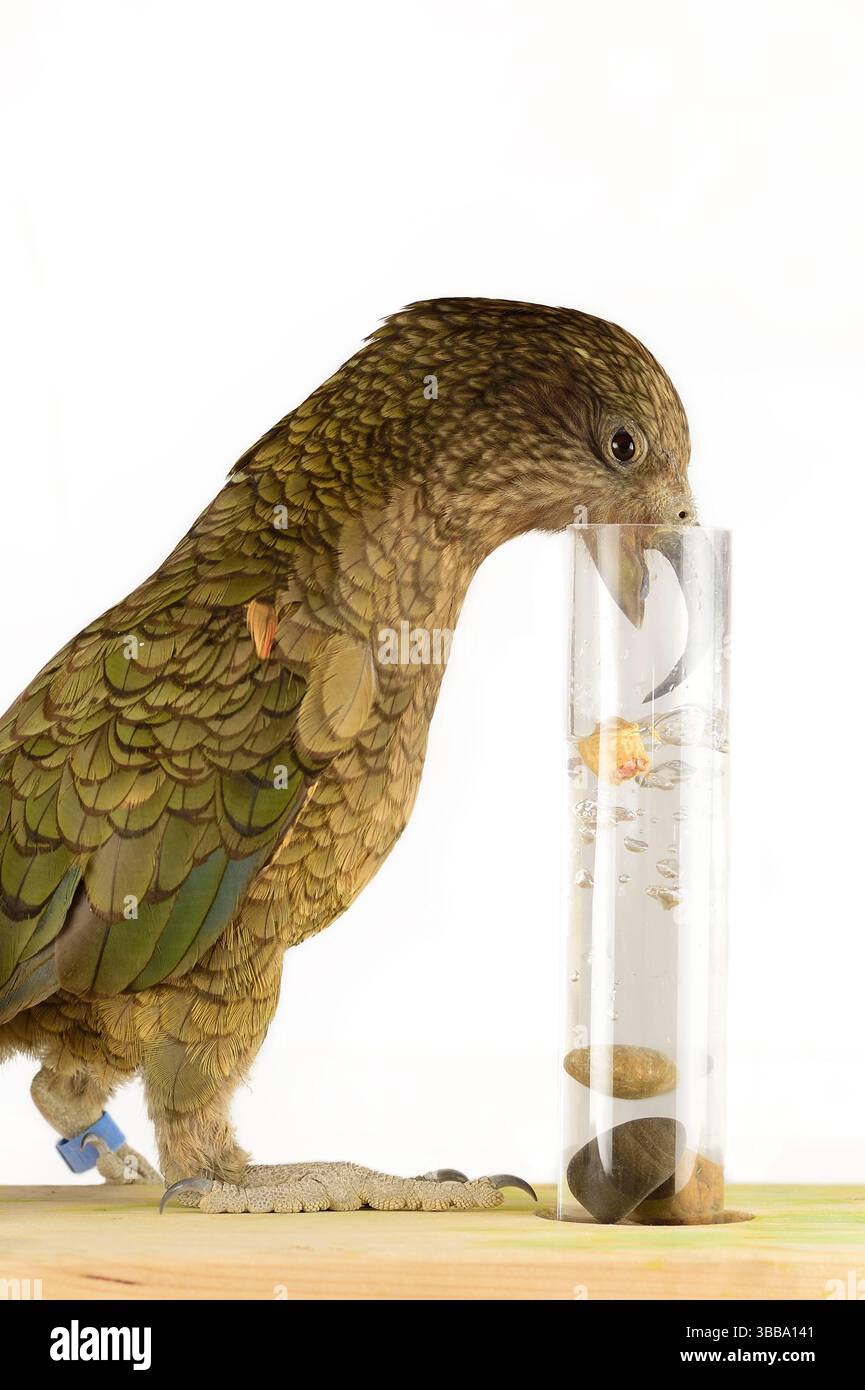 [captive] In this experiment the Kea (Nestor notabilis) is presented ...