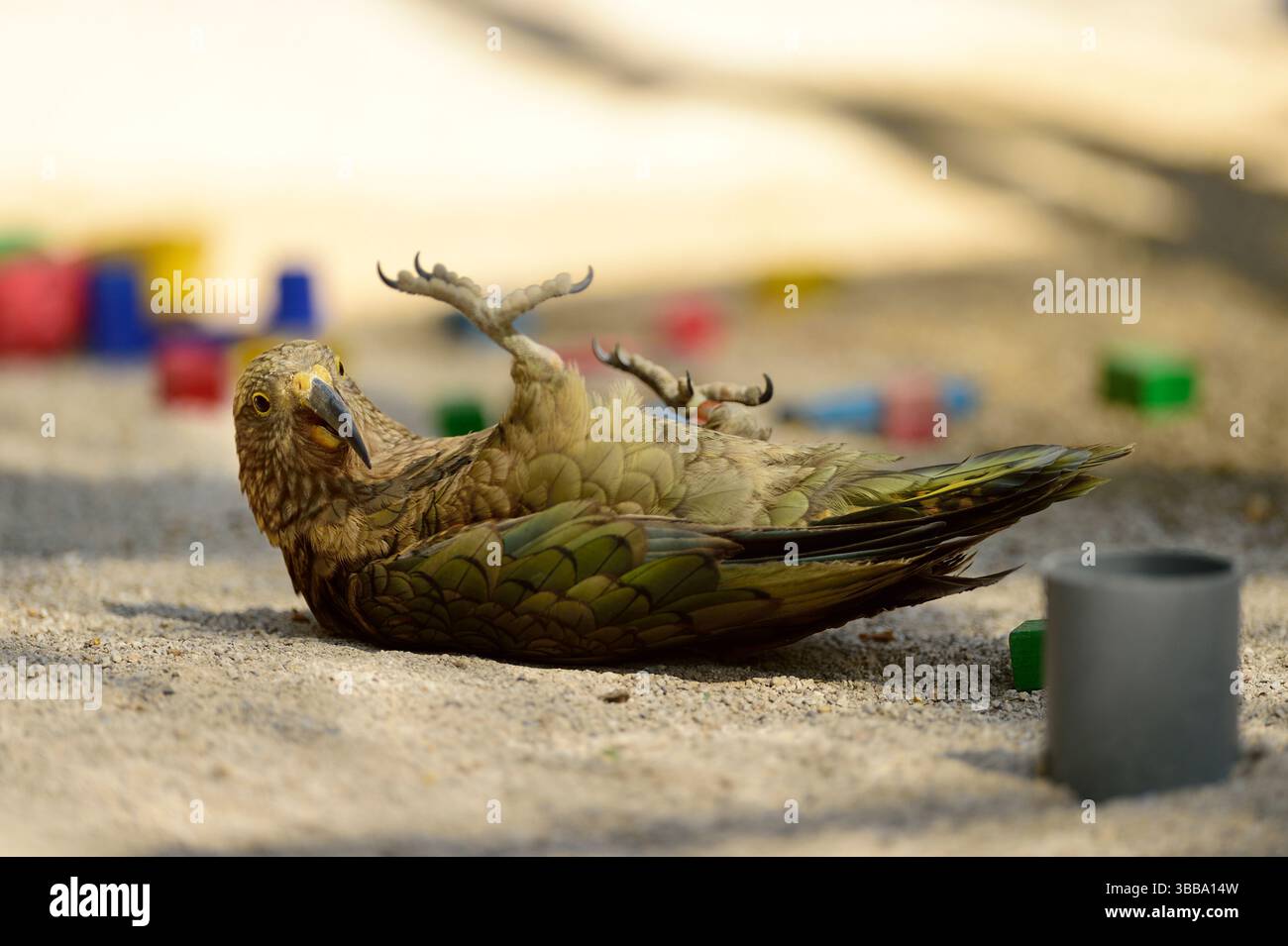 [captive] Kea (Nestor notabilis) takes a break from examining objects ...