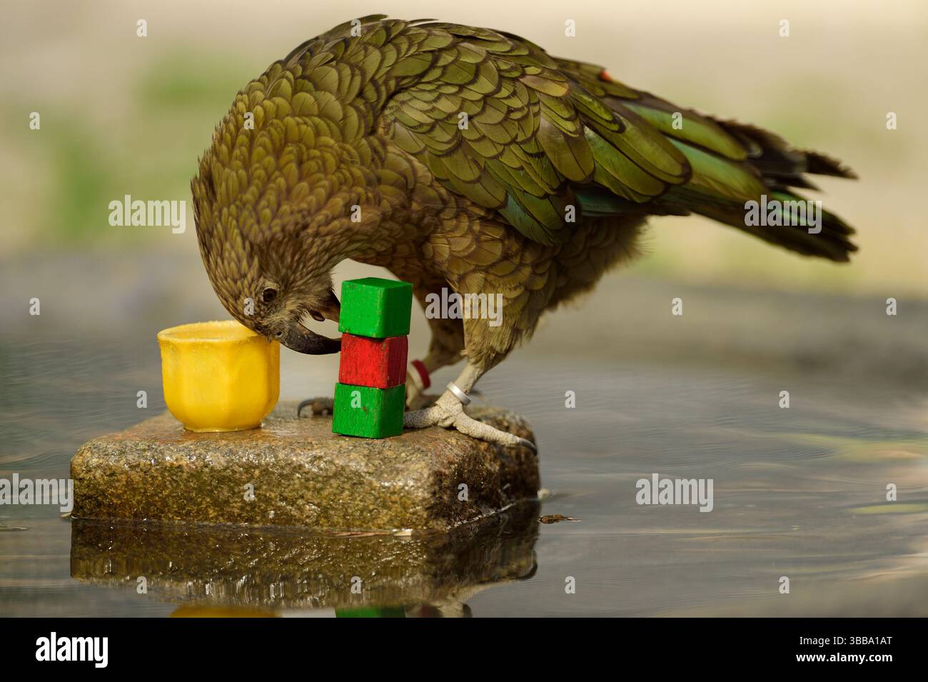 [captive] Kea (Nestor notabilis) examining objects. The beak of a Kea ...