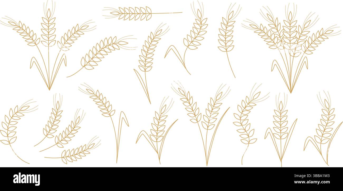 Golden outline of ripe ears of cereal plants. Set of wheat, rye, barley ...