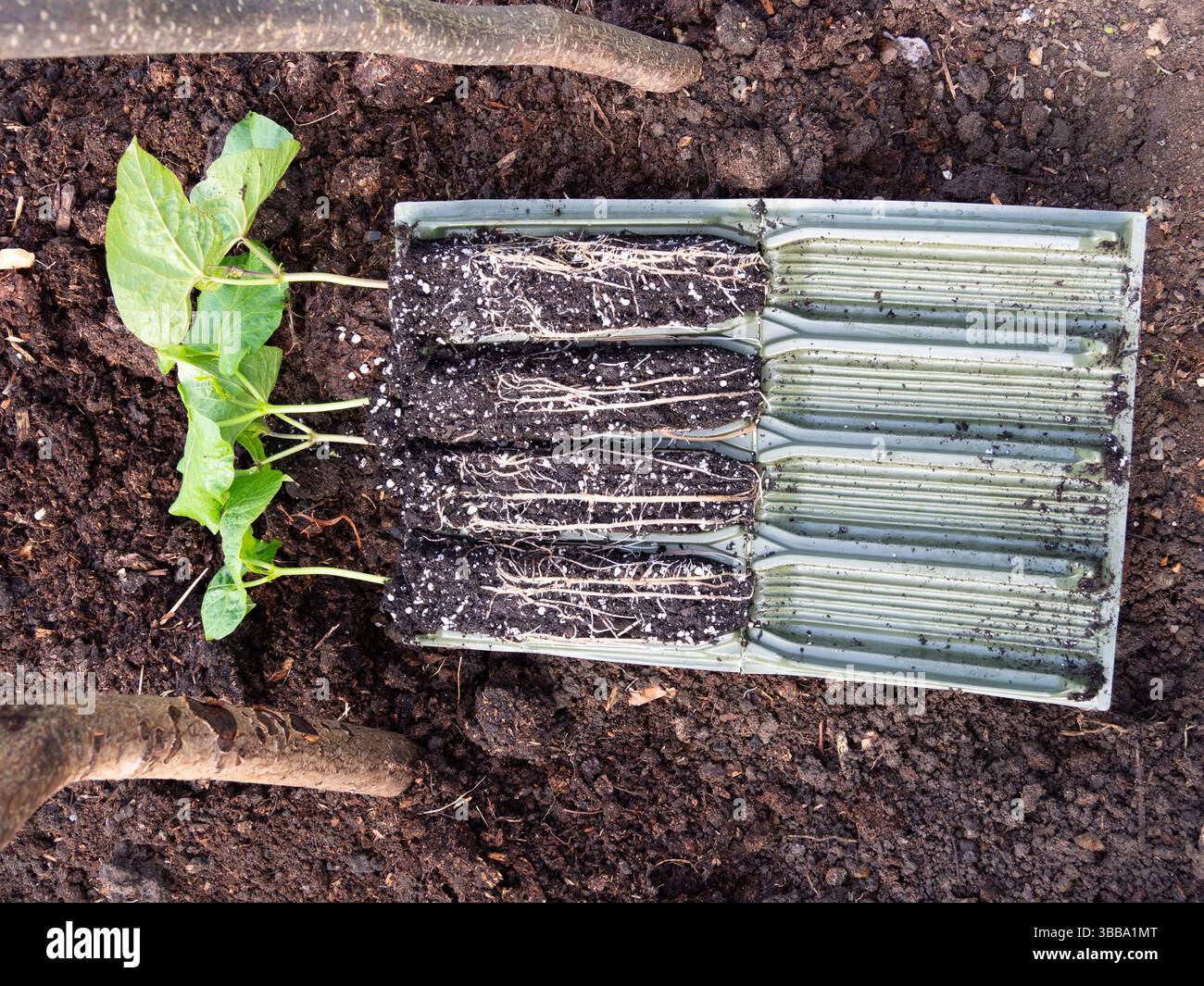 Runner bean plants in hi-res stock photography and images - Alamy