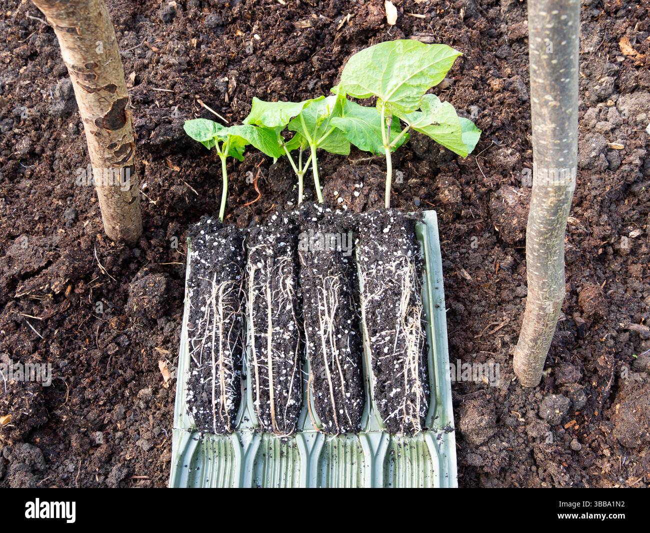 Runner bean plants in hi-res stock photography and images - Alamy