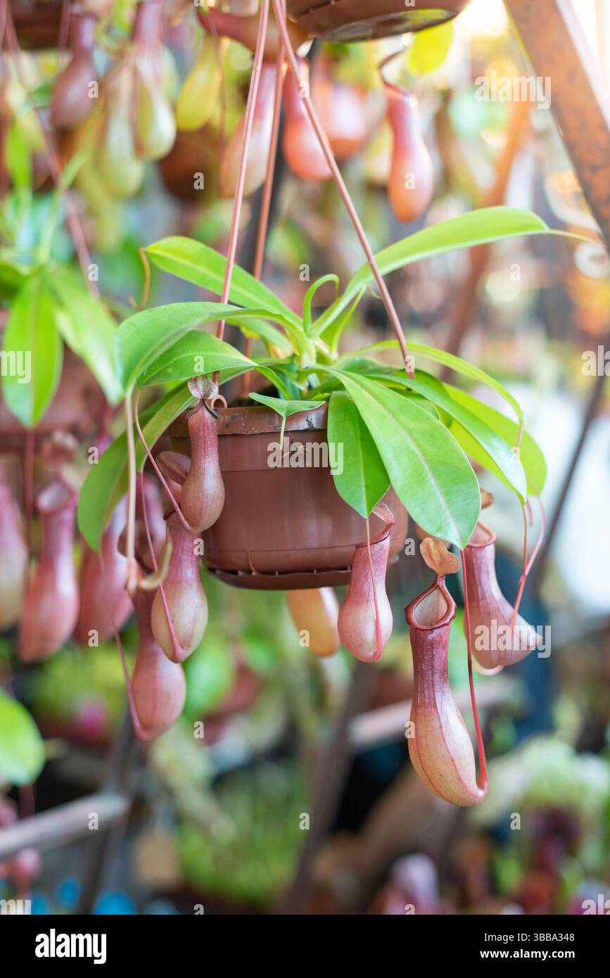 Picther hi-res stock photography and images - Alamy