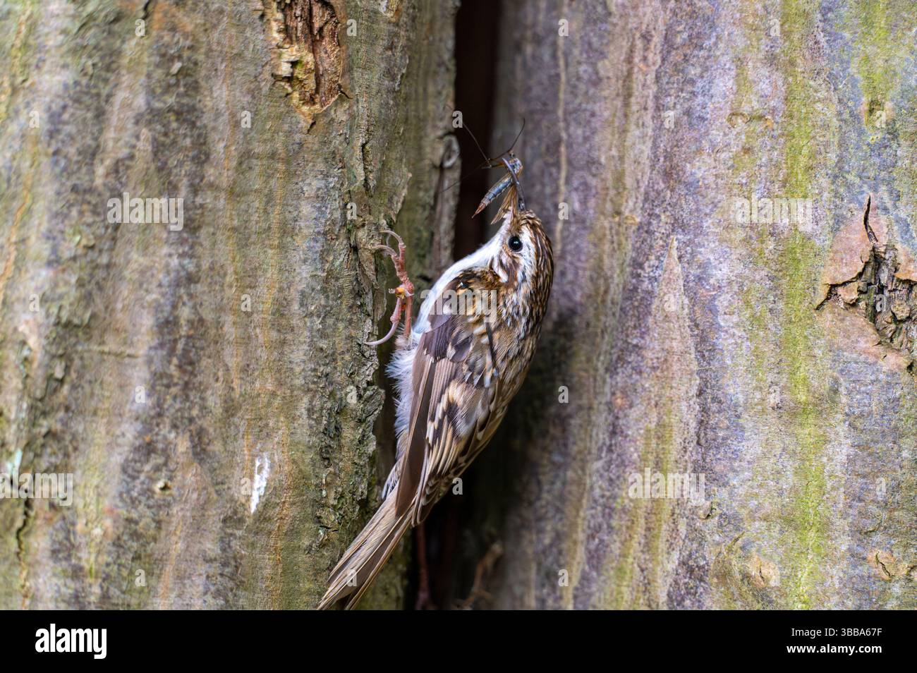 Short-toed treecreeper (Certhia brachydactyla) with captured insects in ...