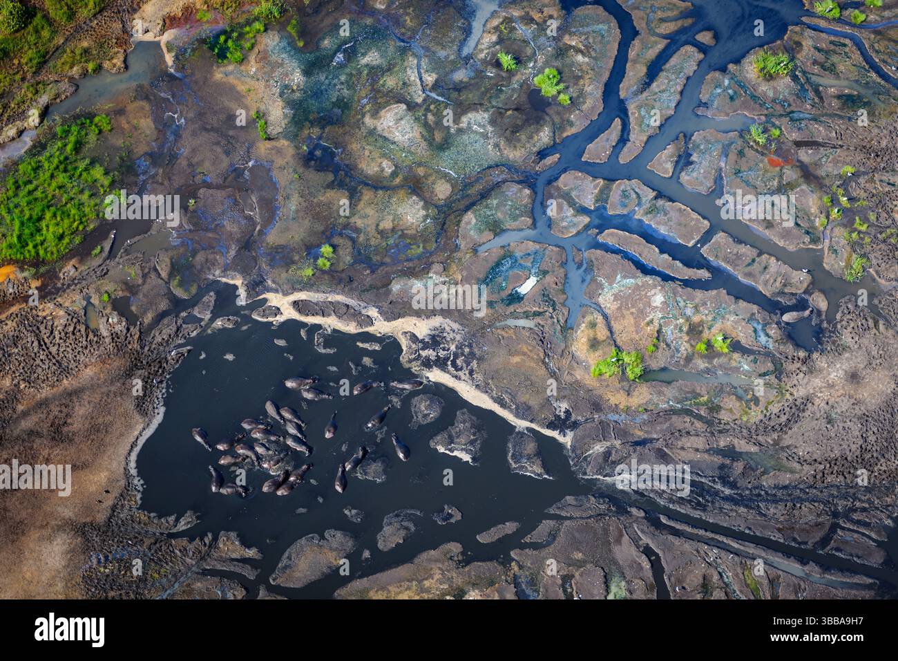 Drone image of hippos hi-res stock photography and images - Alamy