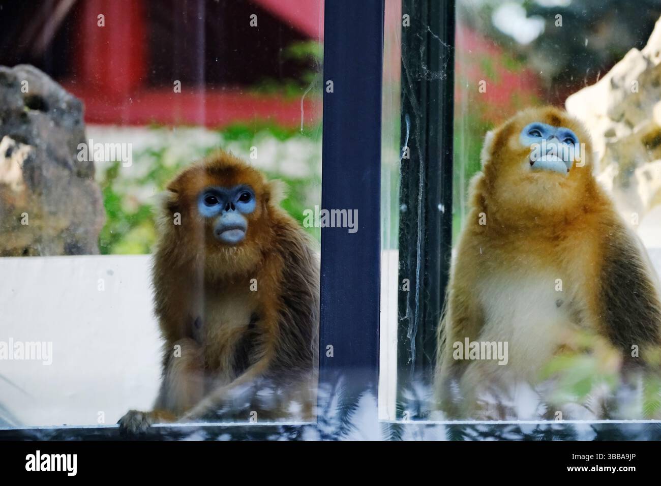 (250515) -- BRUSSELS, May 15, 2025 (Xinhua) -- Two Chinese golden snub ...