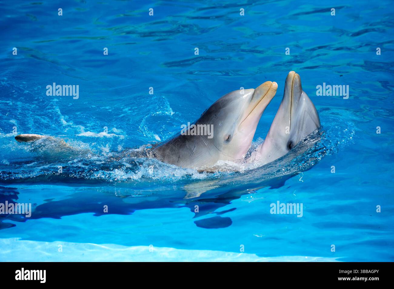 Dolphins making show in hi-res stock photography and images - Alamy