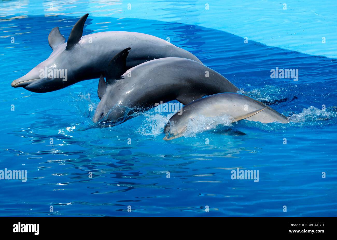 Dolphins making show in Miramar aquarium,Havana,Cuba Stock Photo - Alamy