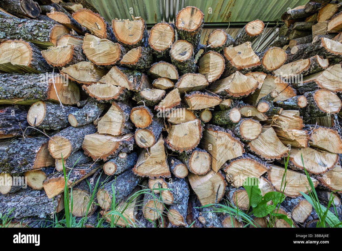 Stacked firewood pile showing freshly cut log ends with visible tree ...