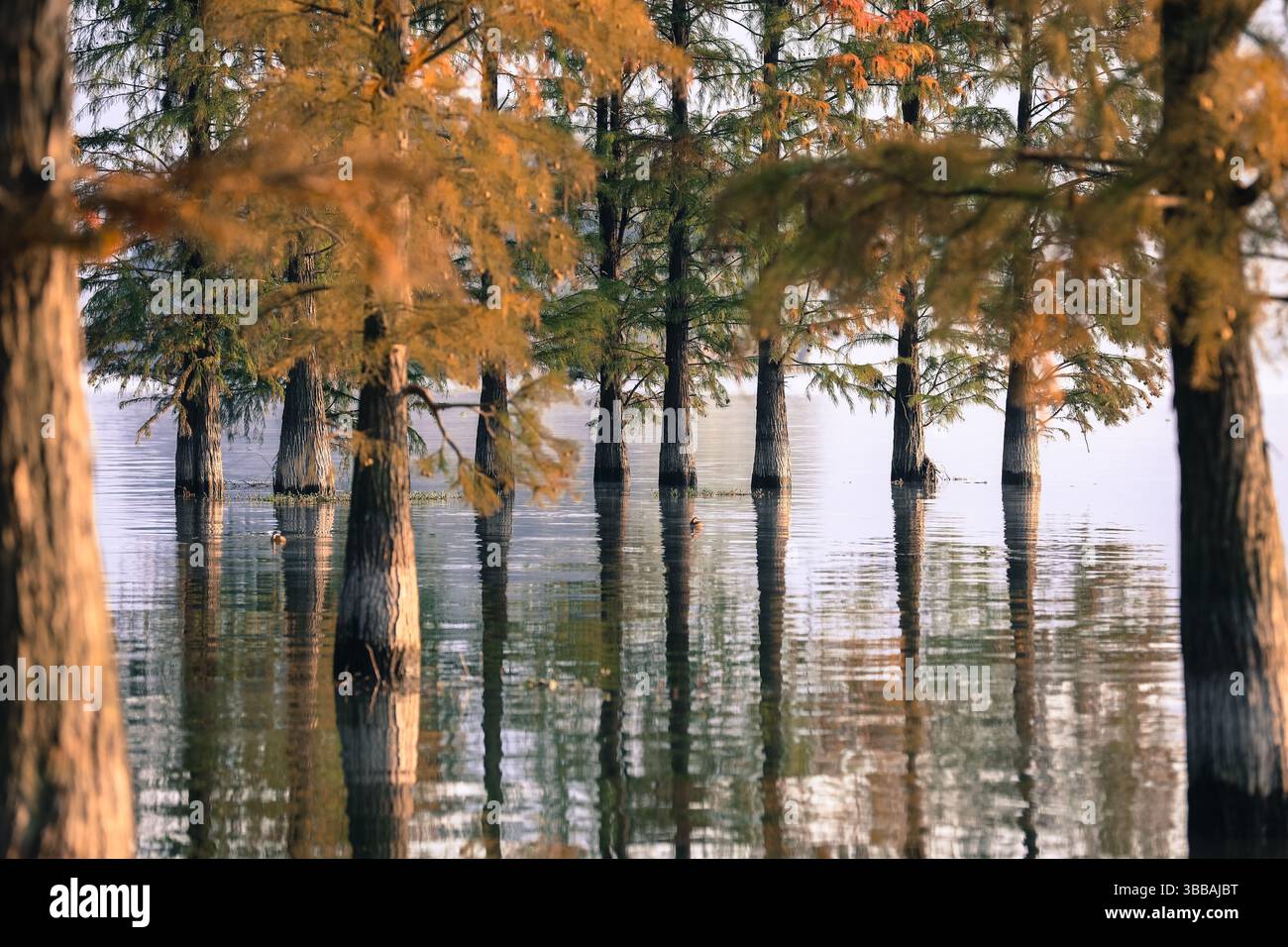 Bald cypress trees in calm autumn wetland with reflections Stock Photo ...