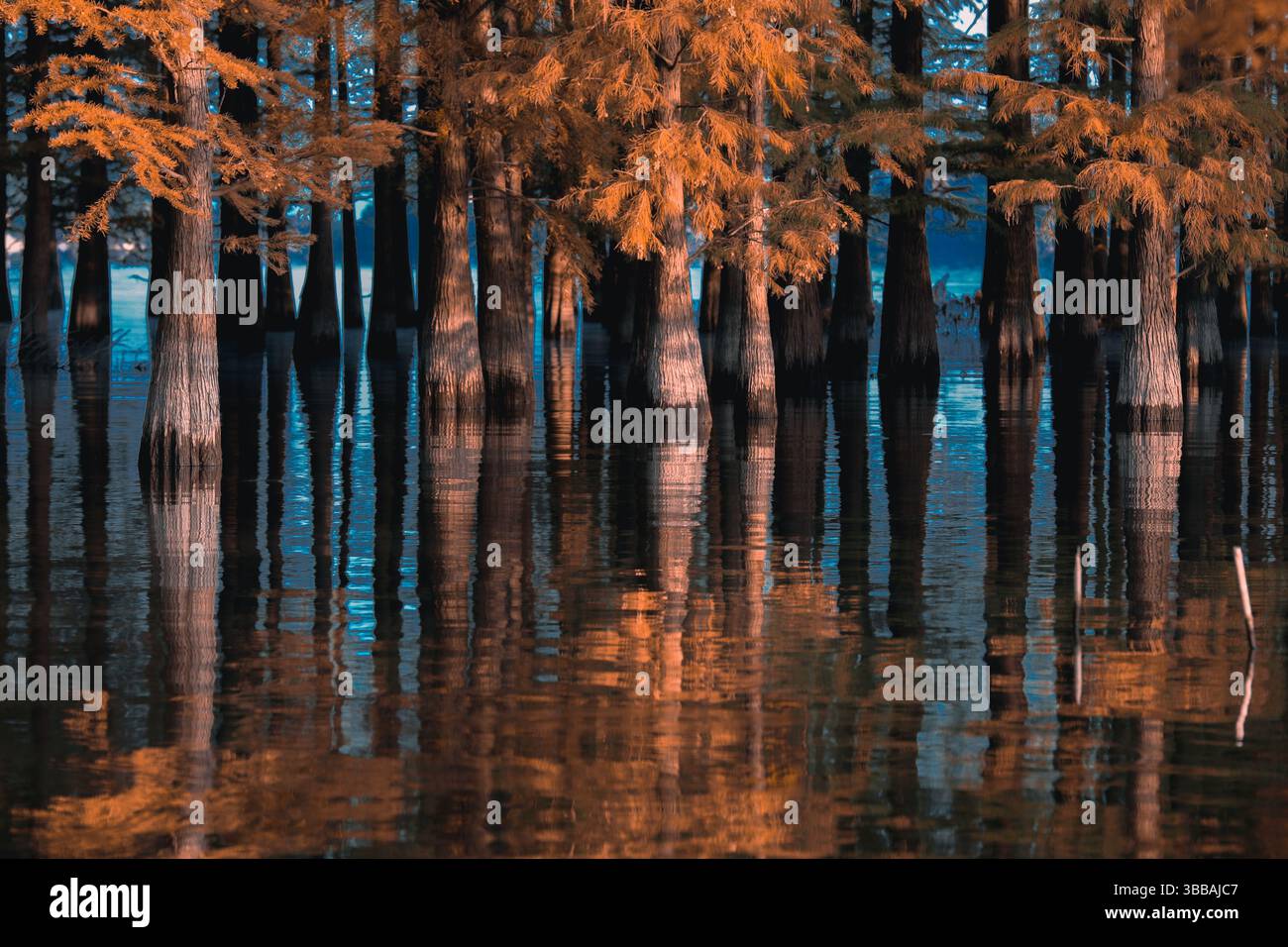 Submerged bald cypress trees hi-res stock photography and images - Alamy