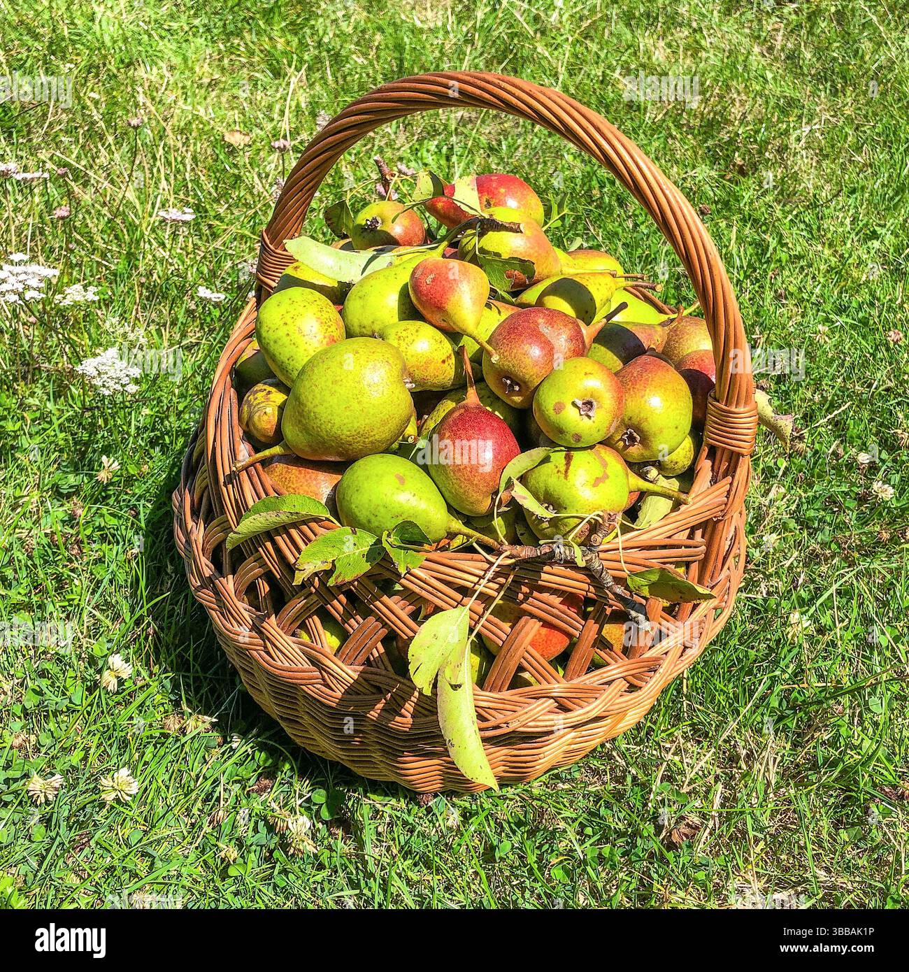 Pears in basket pear hi-res stock photography and images - Alamy
