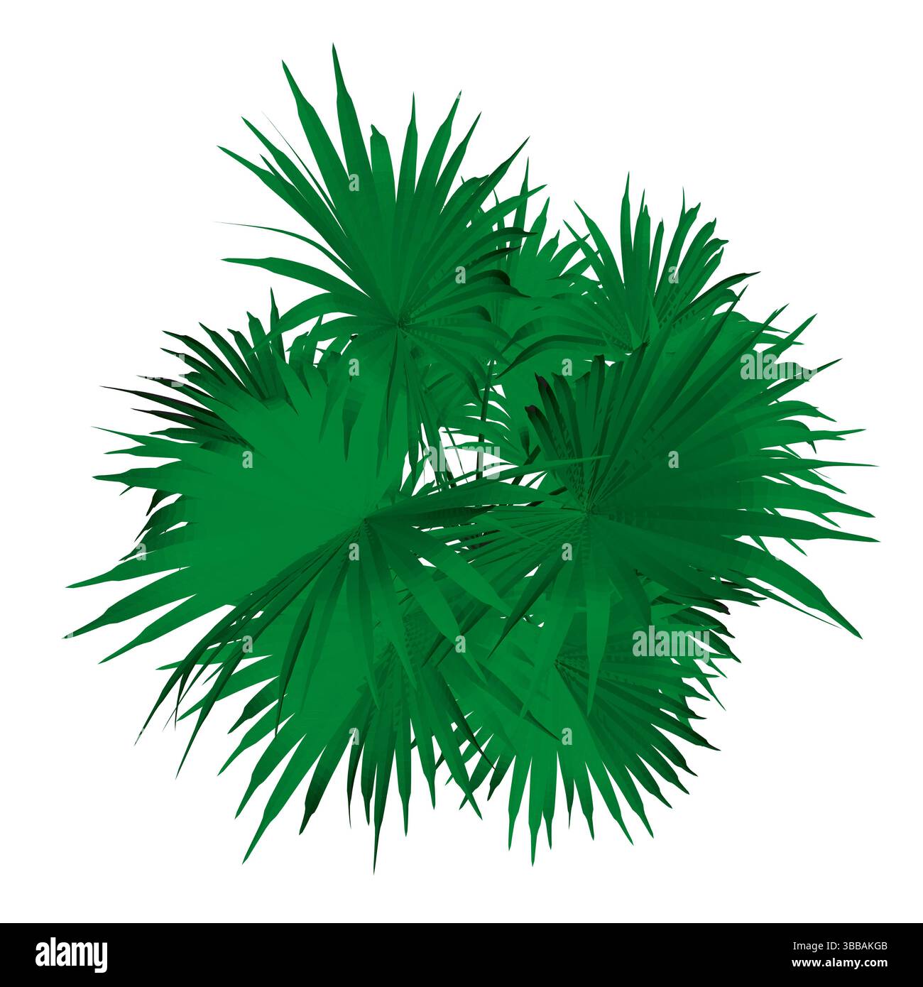 Palm tree with long, green leaves are shown in the image. The trees are ...