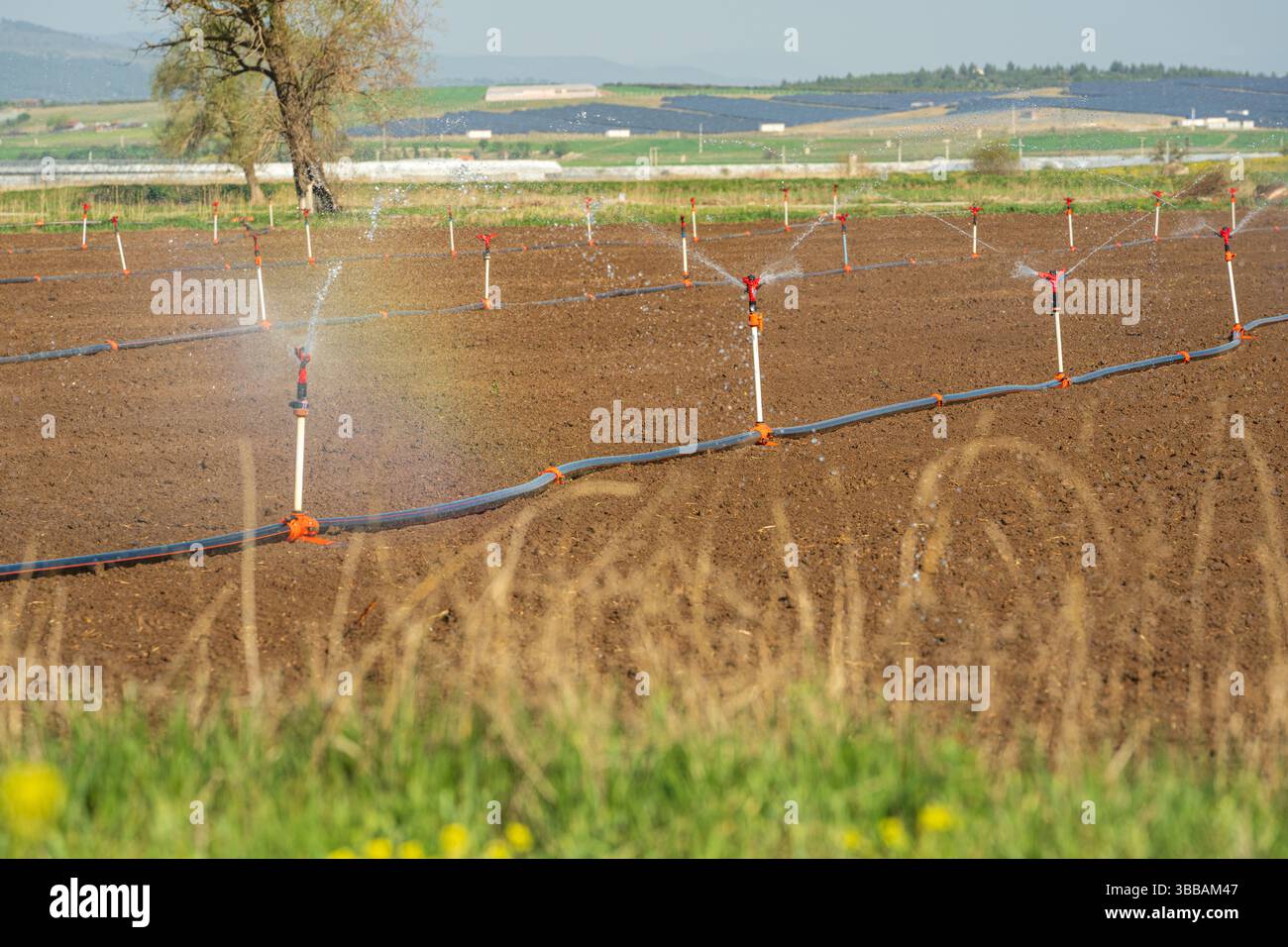 Automatic Sprinkler irrigation system watering in the vegetable farm ...
