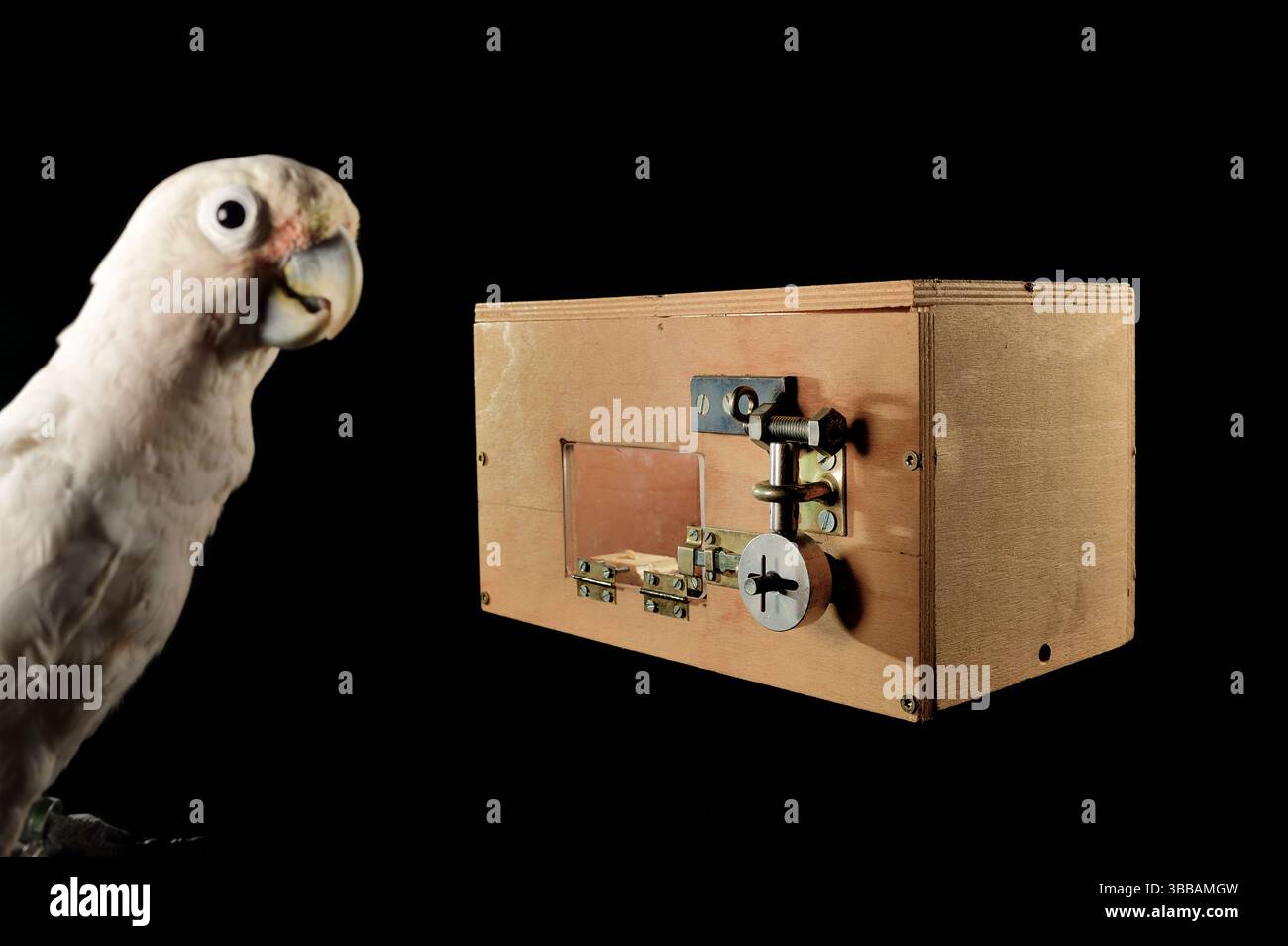 [captive] Goffin’s cockatoo (Cacatua goffiniana). In the “Lockbox” experiment, the cockatoo has ...