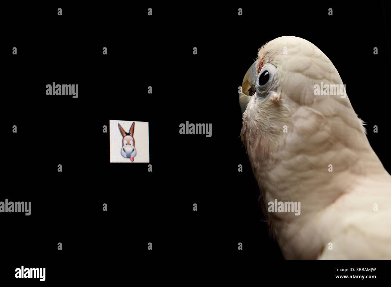 [captive] Goffin’s cockatoo (Cacatua goffiniana) in front of a touch ...