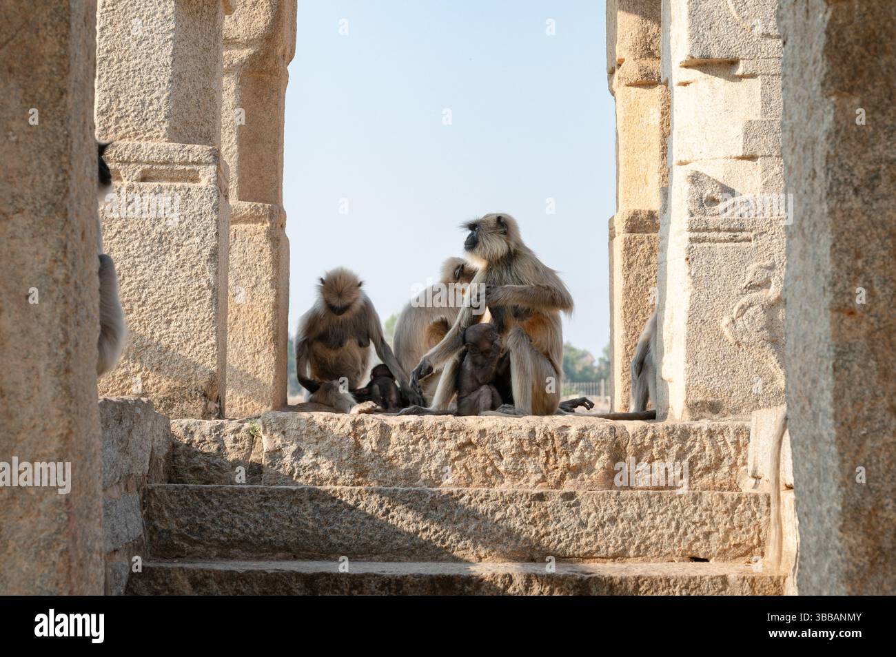 Northern plains gray langur ape family, Semnopithecus entellus monkey ...