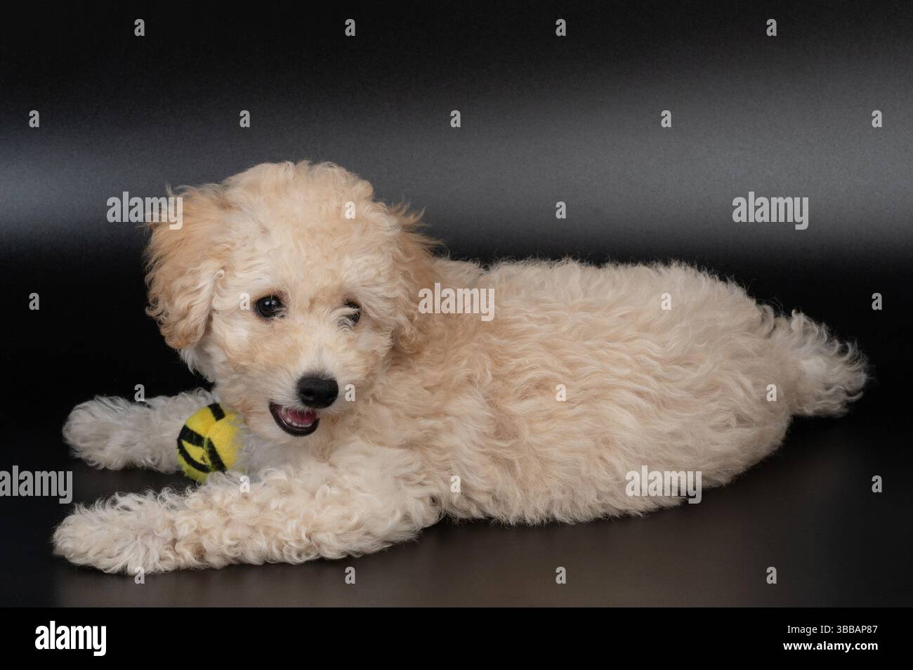 Portrait of poodle puppy with small ball isolated on black studio ...