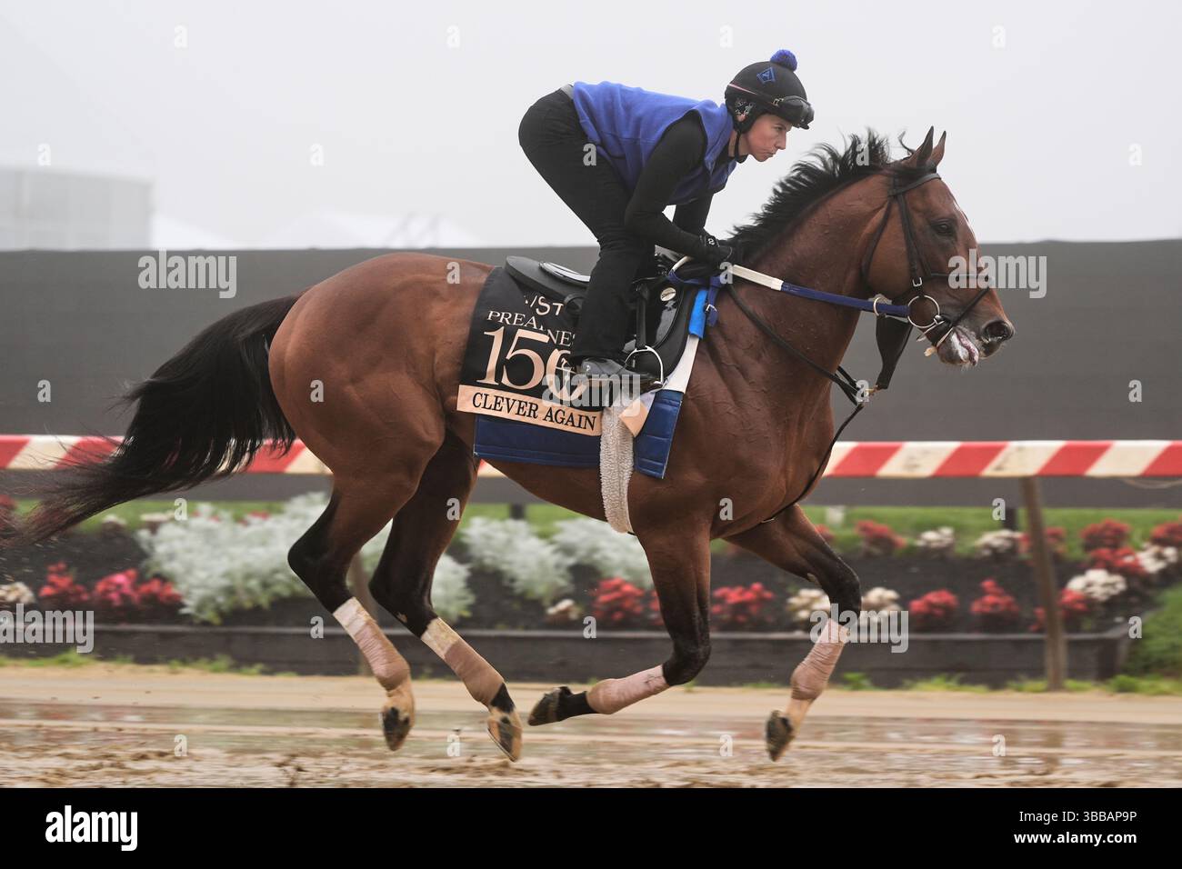 Preakness Stakes entrant Clever Again works out at Pimlico Race Course ...
